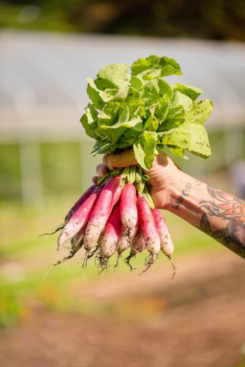 The Side Yard Farm & Kitchen - The Side Yard